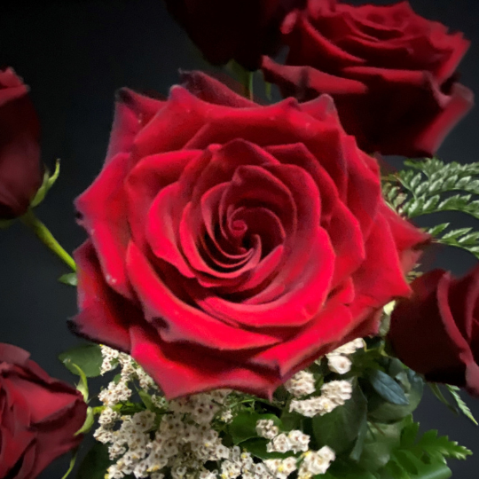 6 roses rouges passion - Fleuriste Foliole Rosemère Blainville Laval ...